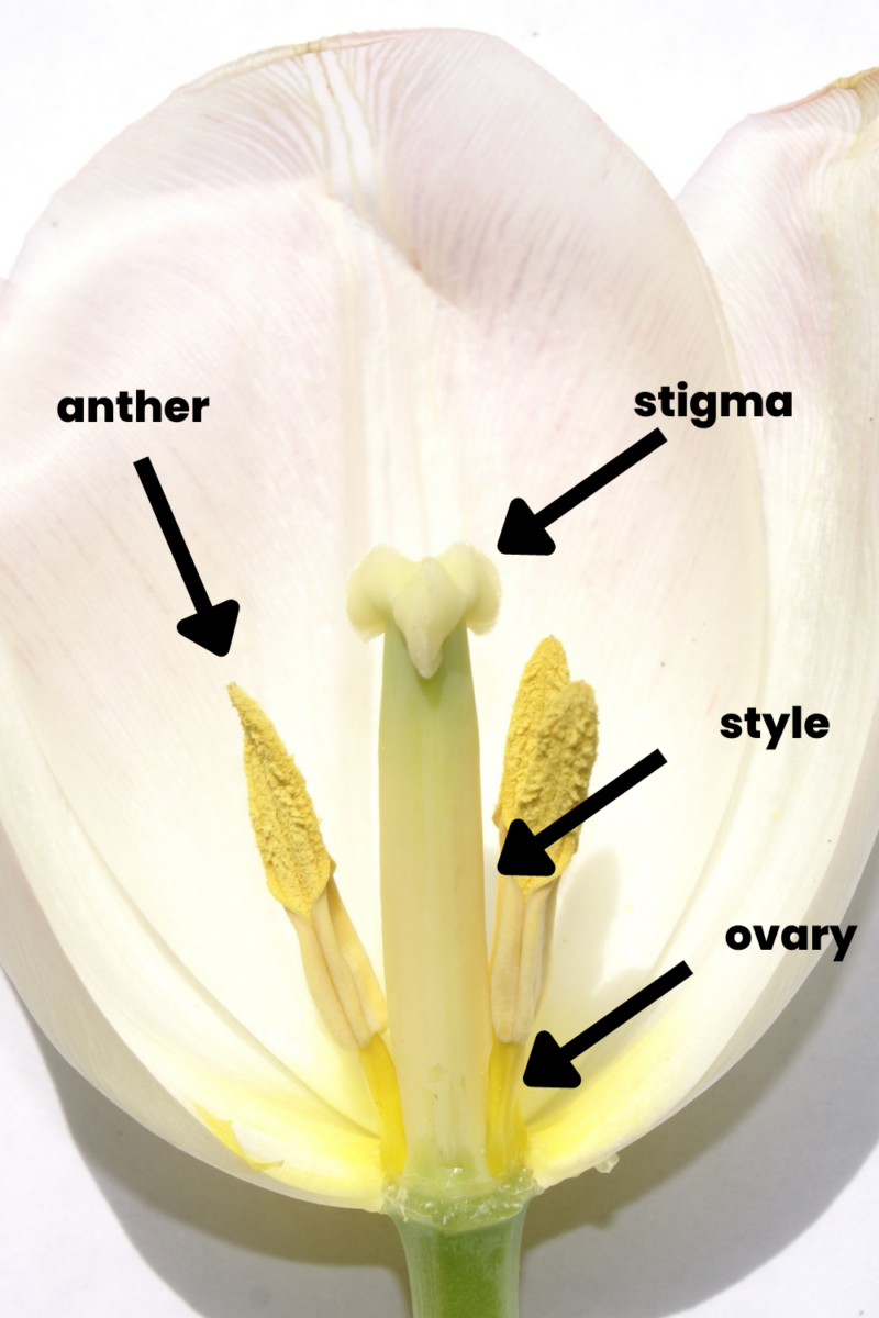 Gardening Basics: Which Part of a Plant Attracts Pollinators? - Cedar ...