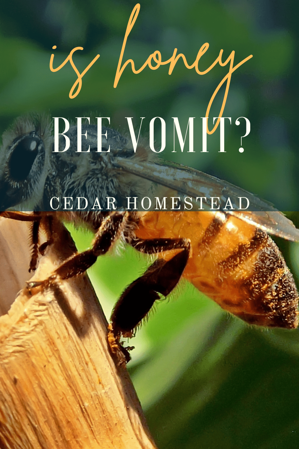 Is Honey Bee Vomit? - Cedar Homestead
