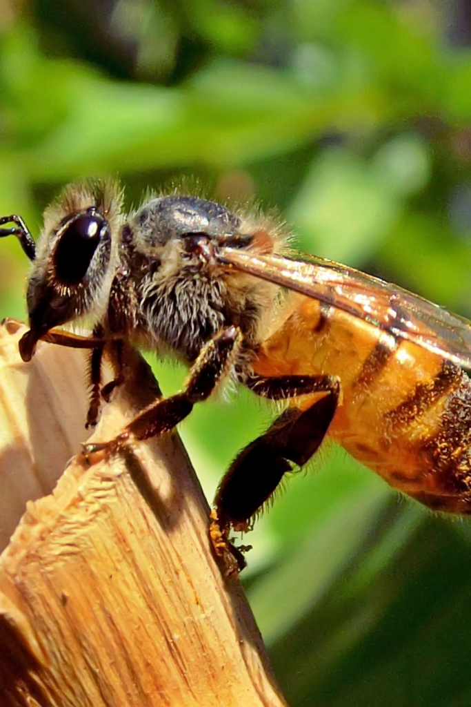 Beekeeping for Beginners: How Many Bee Hives per Acre? - Cedar Homestead