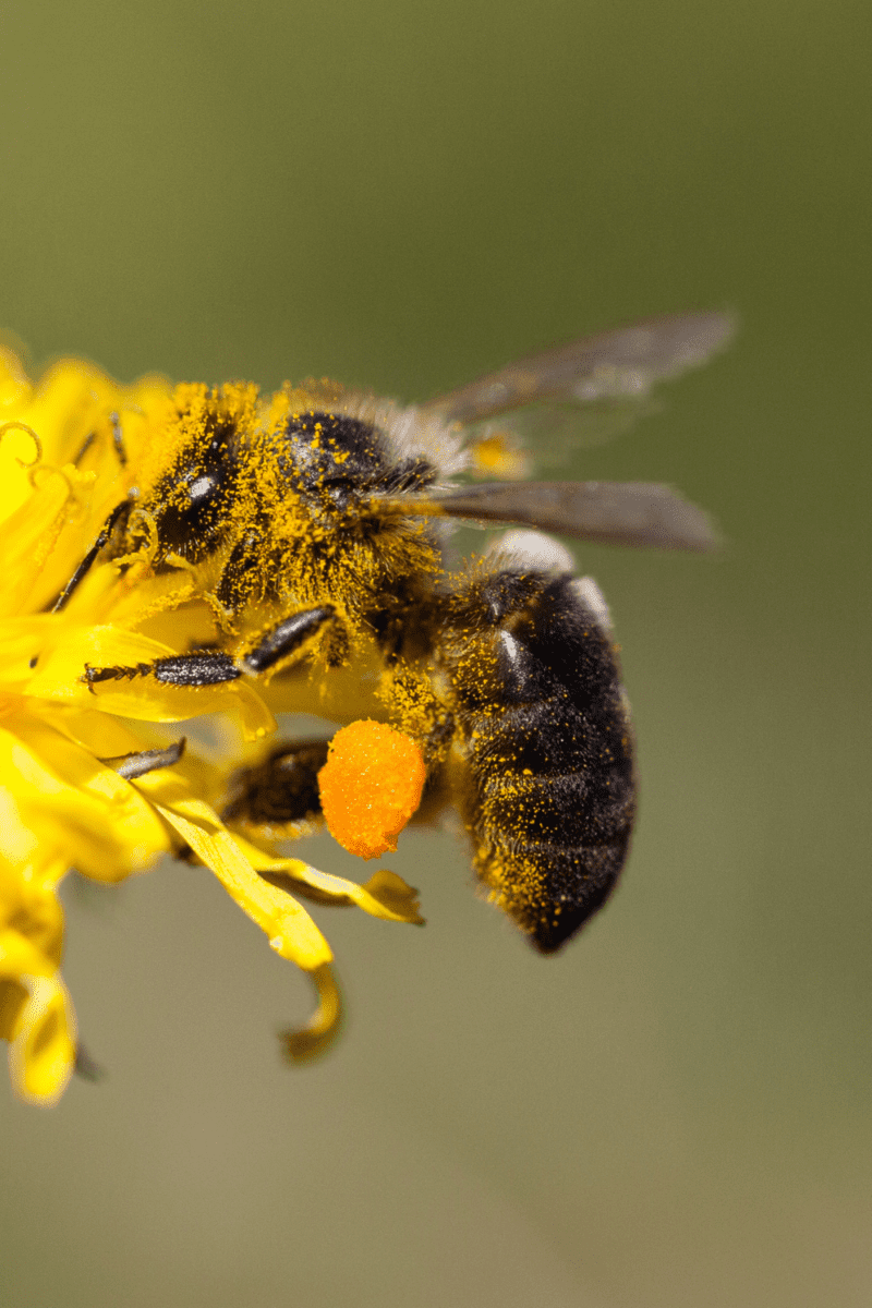Is Honey Bee Vomit? - Cedar Homestead