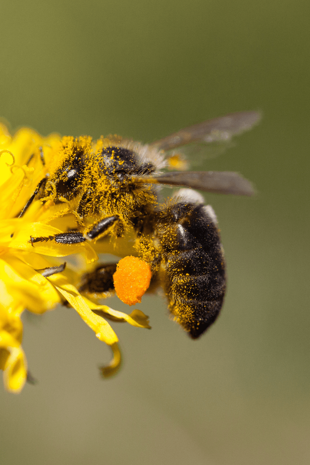 Is Honey Bee Vomit? - Cedar Homestead