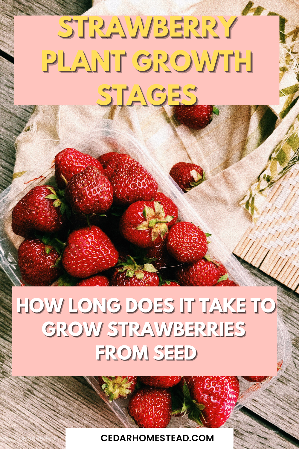 Things You NEED to Know About the Strawberry Growing Stages - Cedar ...