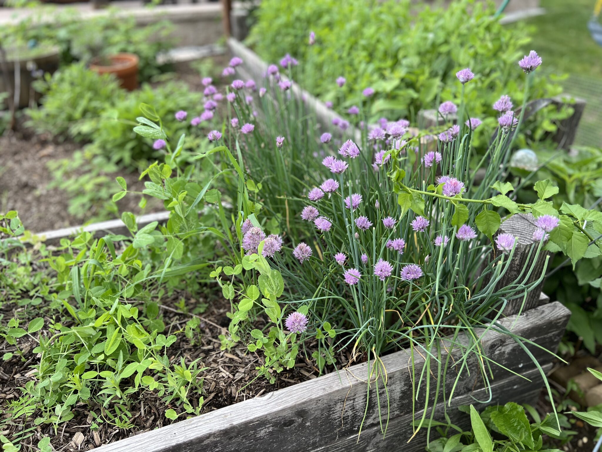 Why Chives Flowers Are More than Just a Pretty Sight - Cedar Homestead