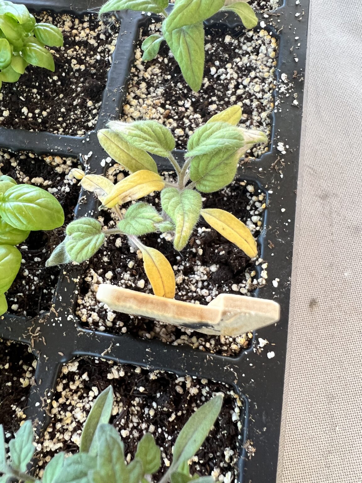 Solve Tomato Plant Leaf Yellowing and Curling Issues Now!