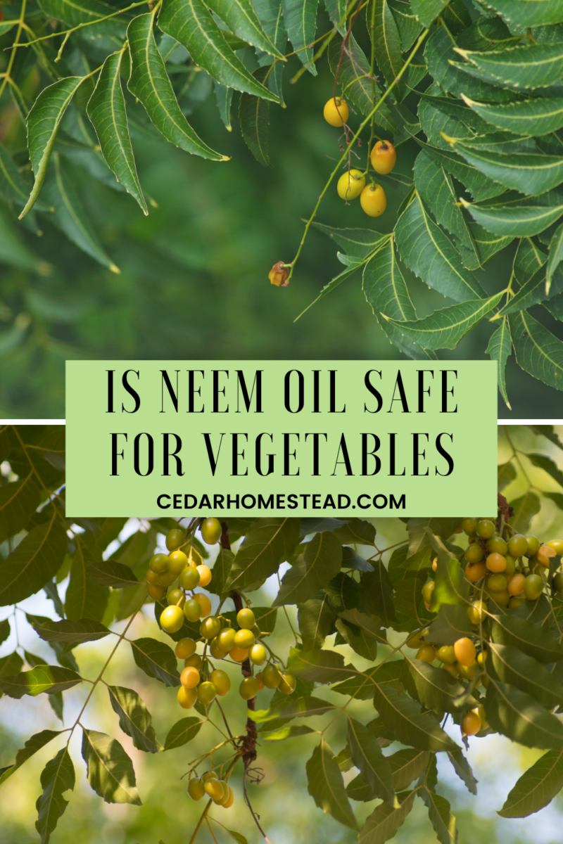 Neem Oil Is It Safe