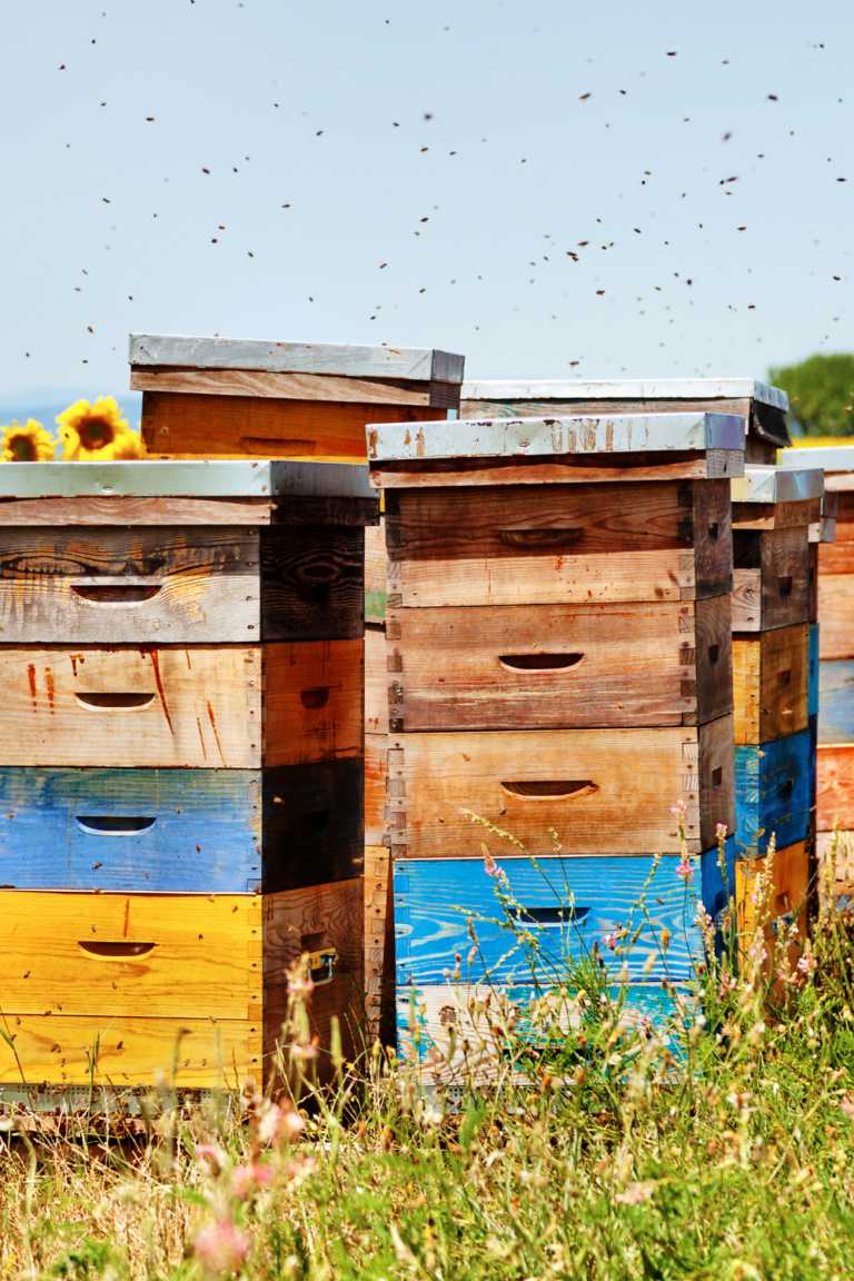 Beekeeping for Beginners: How Many Bee Hives per Acre? - Cedar Homestead