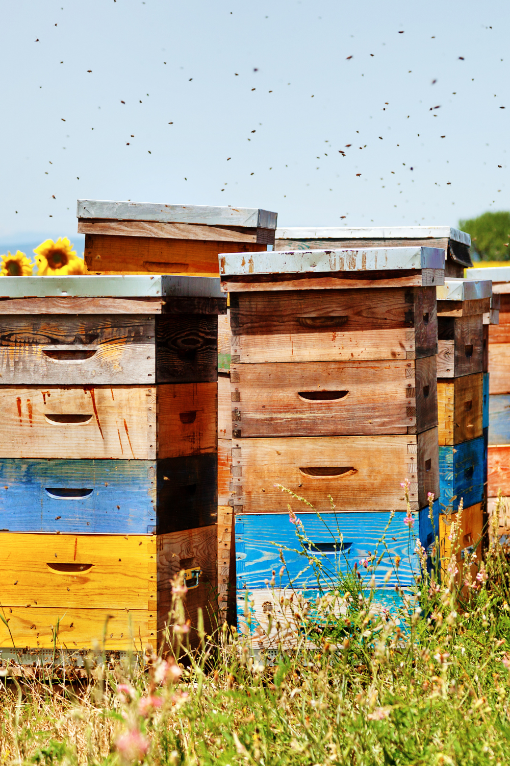 Beekeeping for Beginners: How Many Bee Hives per Acre? - Cedar Homestead