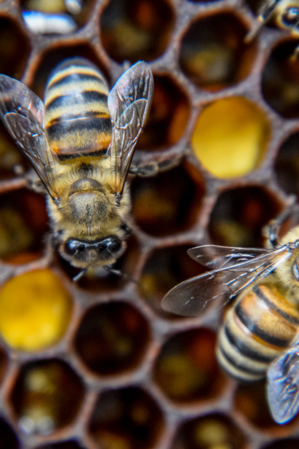 Beekeeping for Beginners: How Many Bee Hives per Acre? - Cedar Homestead