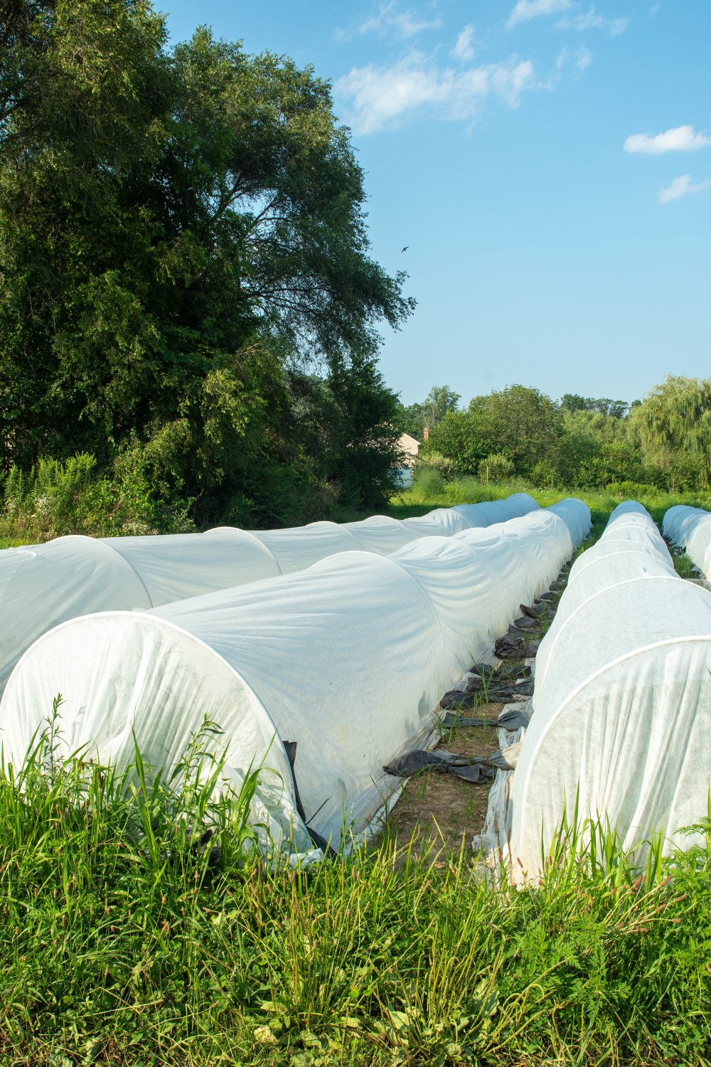 What is a White Cabbage Moth and Homemade Cabbage Moth Spray - Cedar ...