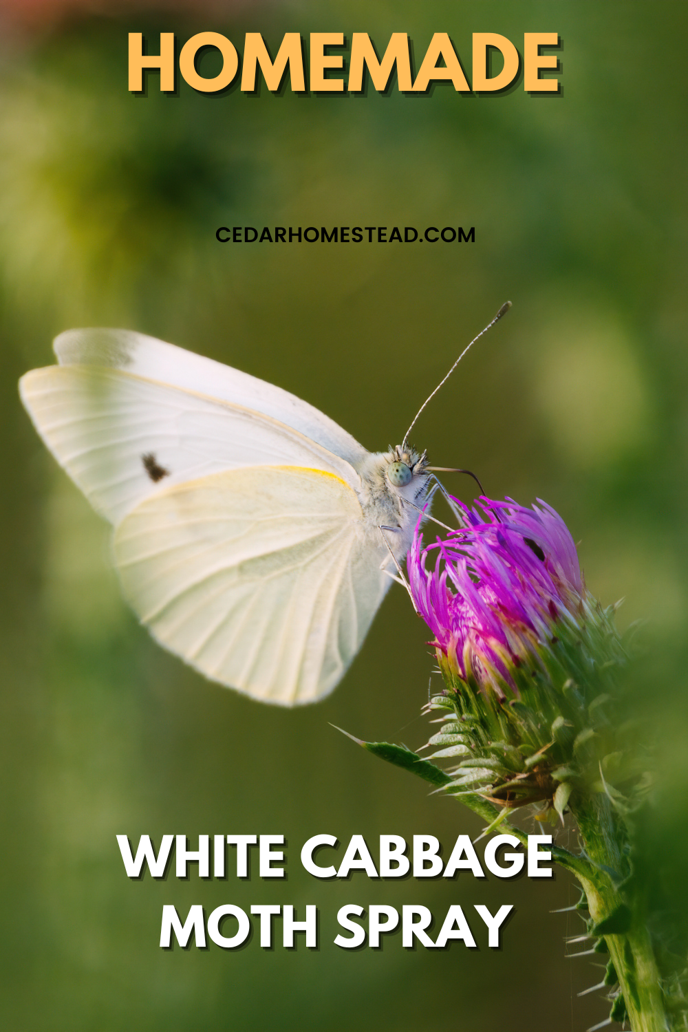 What is a White Cabbage Moth and Homemade Cabbage Moth Spray - Cedar ...