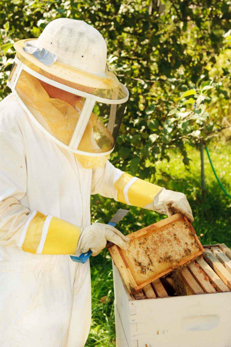 How to Start Beekeeping in Your Backyard - Cedar Homestead