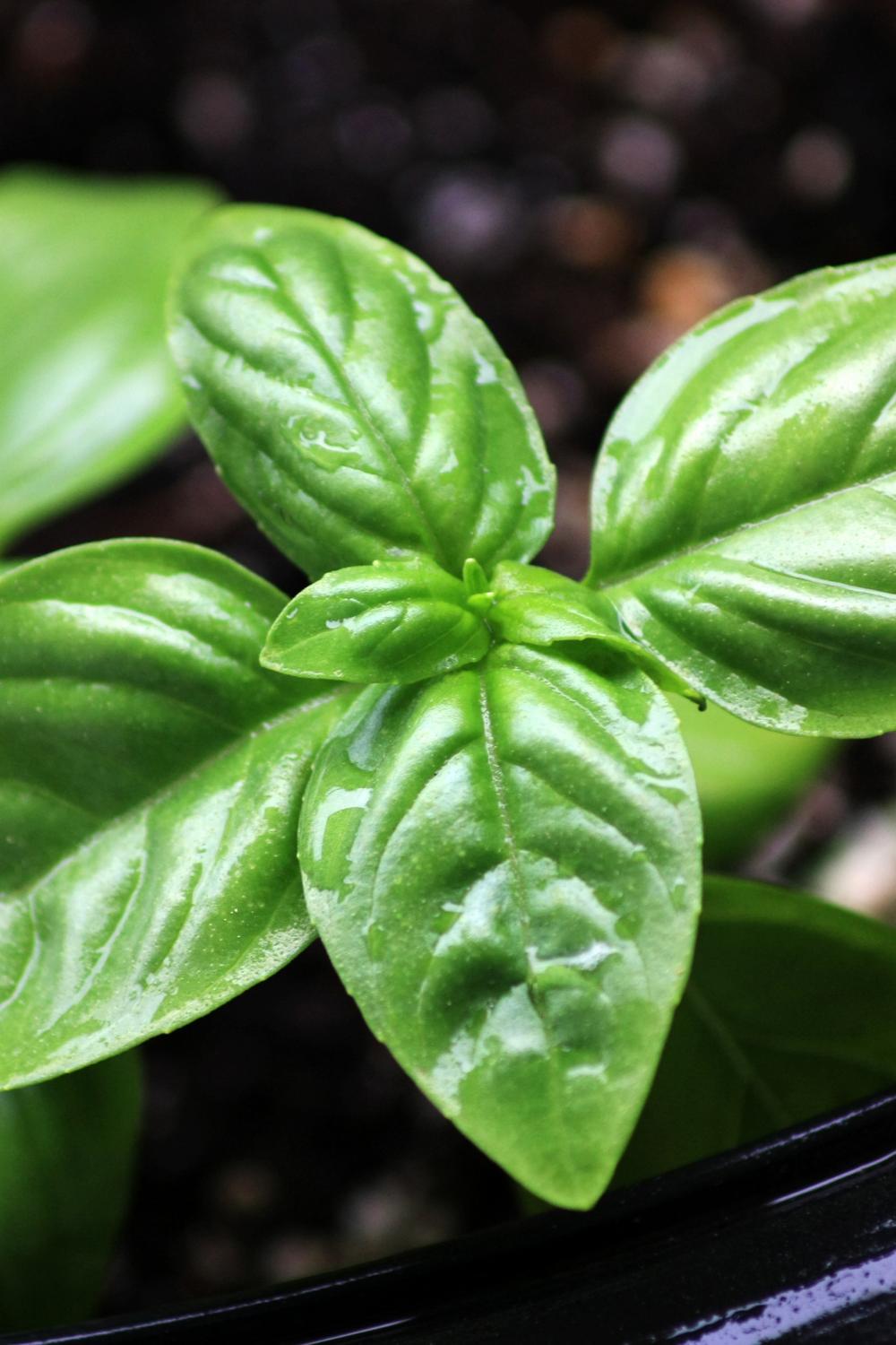 What You Need to Know About Growing Basil: Basil Growing Stages - Cedar ...