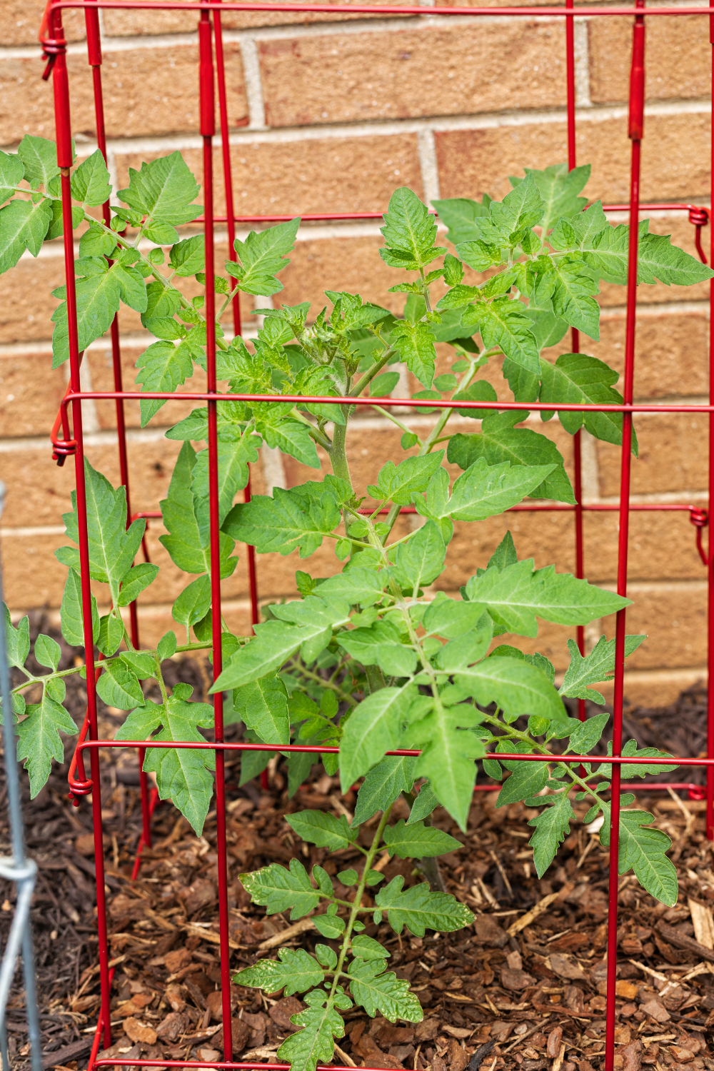 6 of the Best Tomato Trellis Ideas - Cedar Homestead