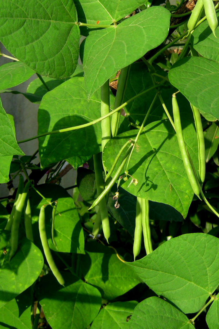 Hack: How to Keep Pests out of the Garden Naturally with Herb Companion ...