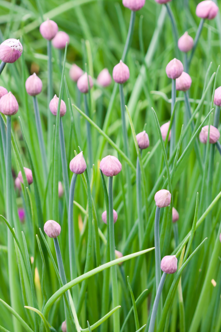 Hack: How to Keep Pests out of the Garden Naturally with Herb Companion ...