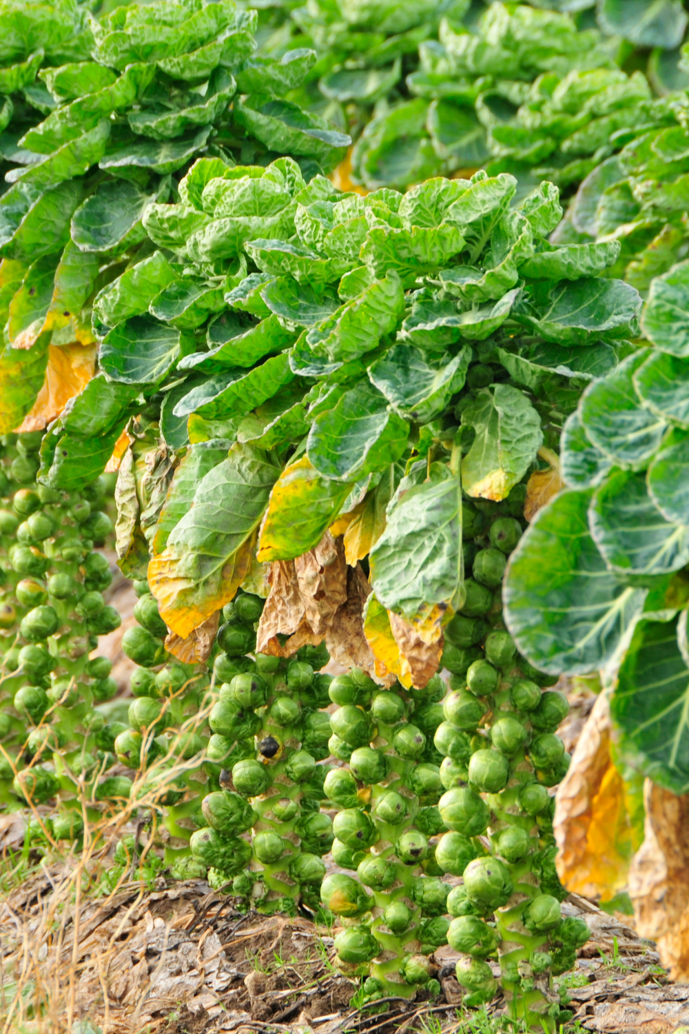 Hack: How to Keep Pests out of the Garden Naturally with Herb Companion ...