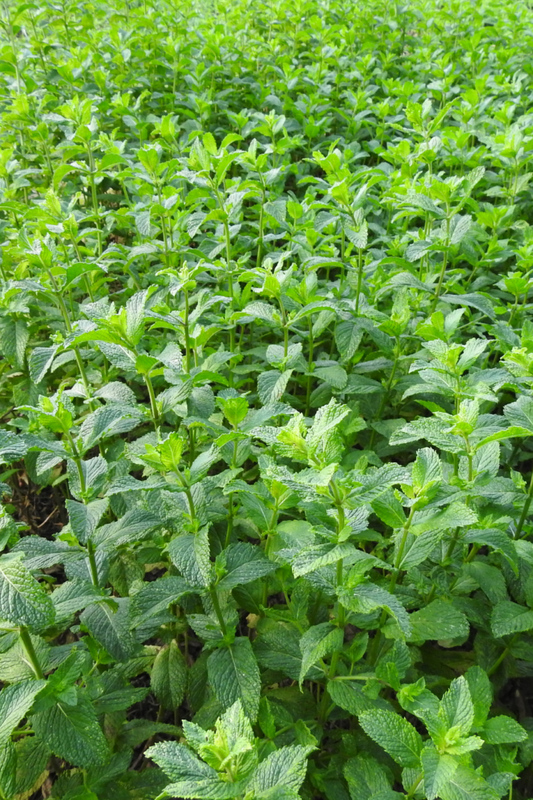 Hack: How to Keep Pests out of the Garden Naturally with Herb Companion ...