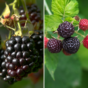 The Sweetest Blackberry Variety You’ll Want in Your Garden - Cedar ...