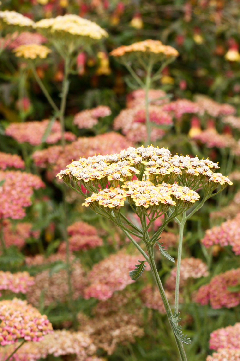 A Quick Guide to Yarrow Companion Planting - Cedar Homestead