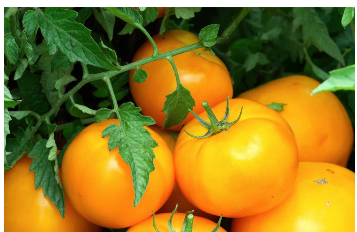 All You Need to Know about Yellow Tomato Varieties - Cedar Homestead