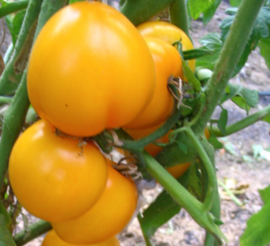 All You Need to Know about Yellow Tomato Varieties - Cedar Homestead