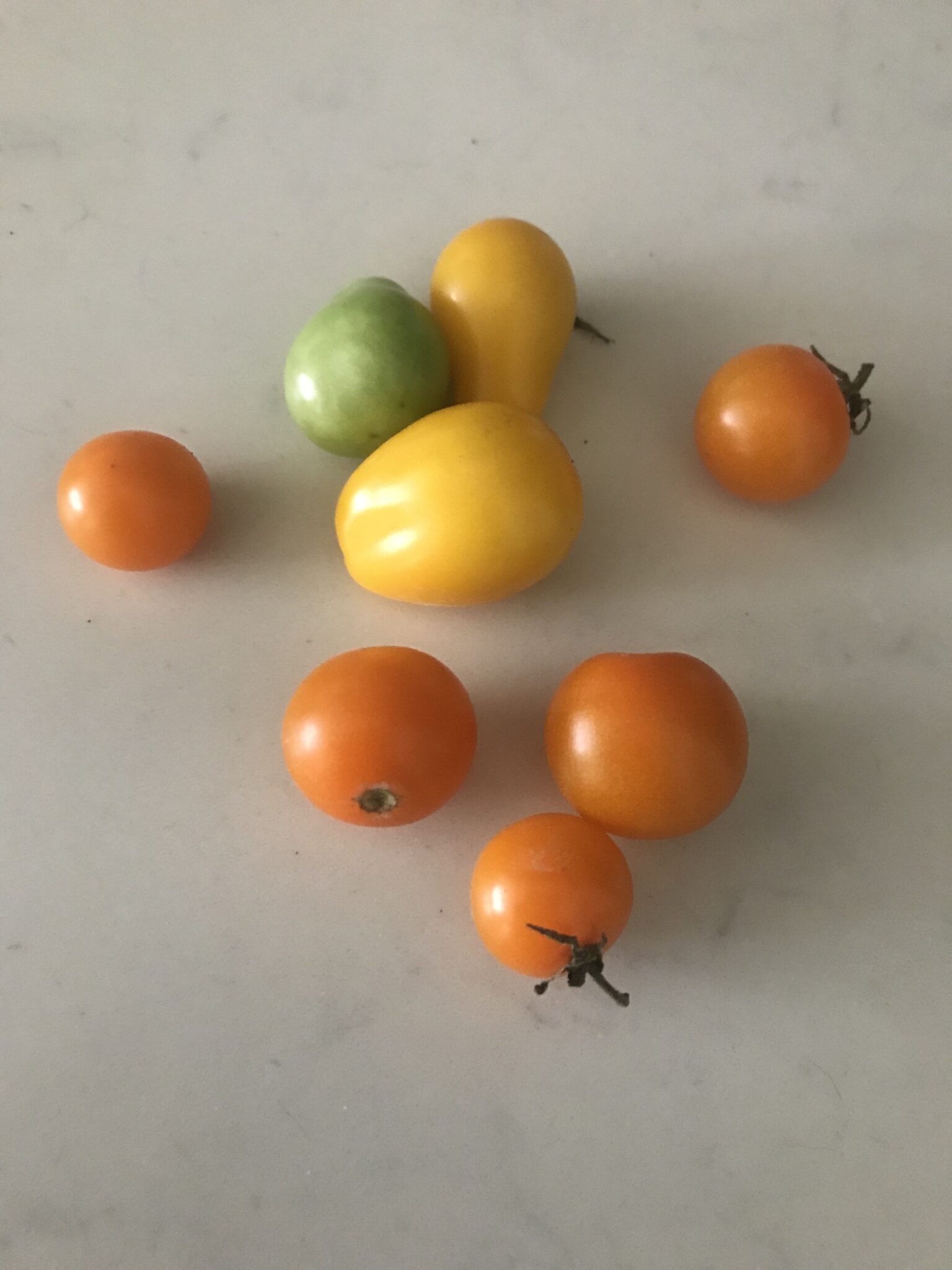 All You Need to Know about Yellow Tomato Varieties - Cedar Homestead