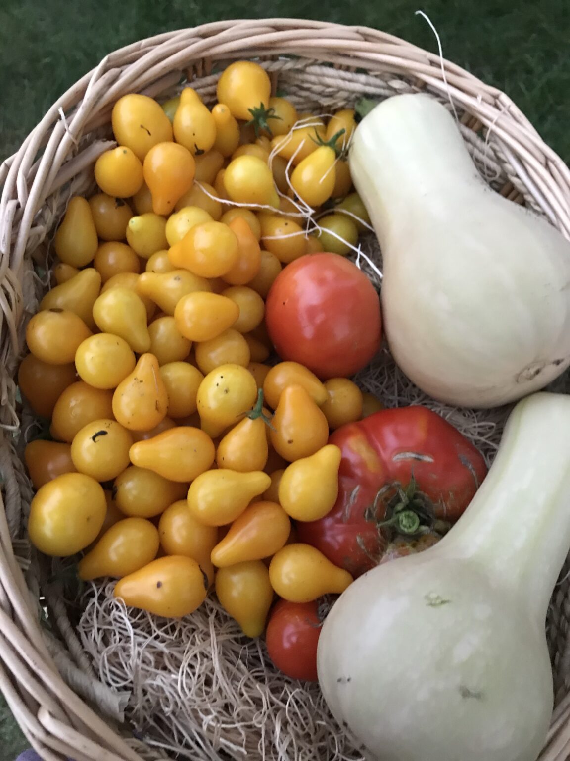 All You Need to Know about Yellow Tomato Varieties - Cedar Homestead
