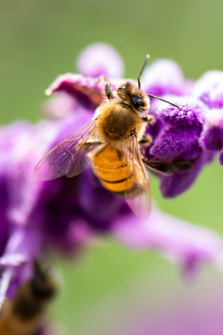 A Quick Guide to Types of Honey Bees - Cedar Homestead