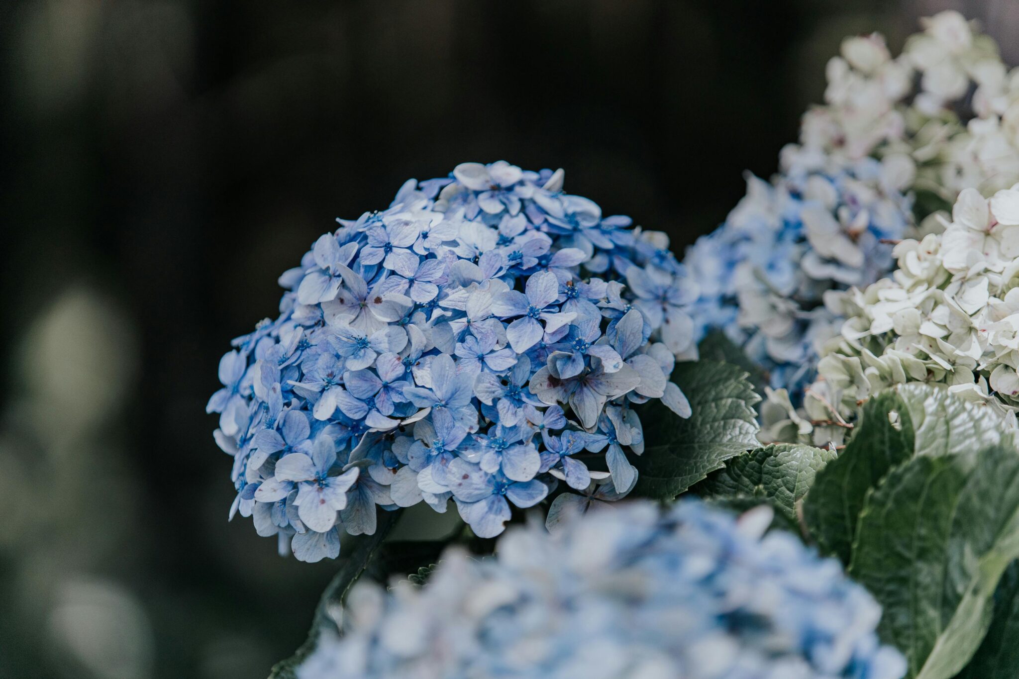 How to Deadhead Endless Summer Hydrangeas for Better Blooms - Cedar ...