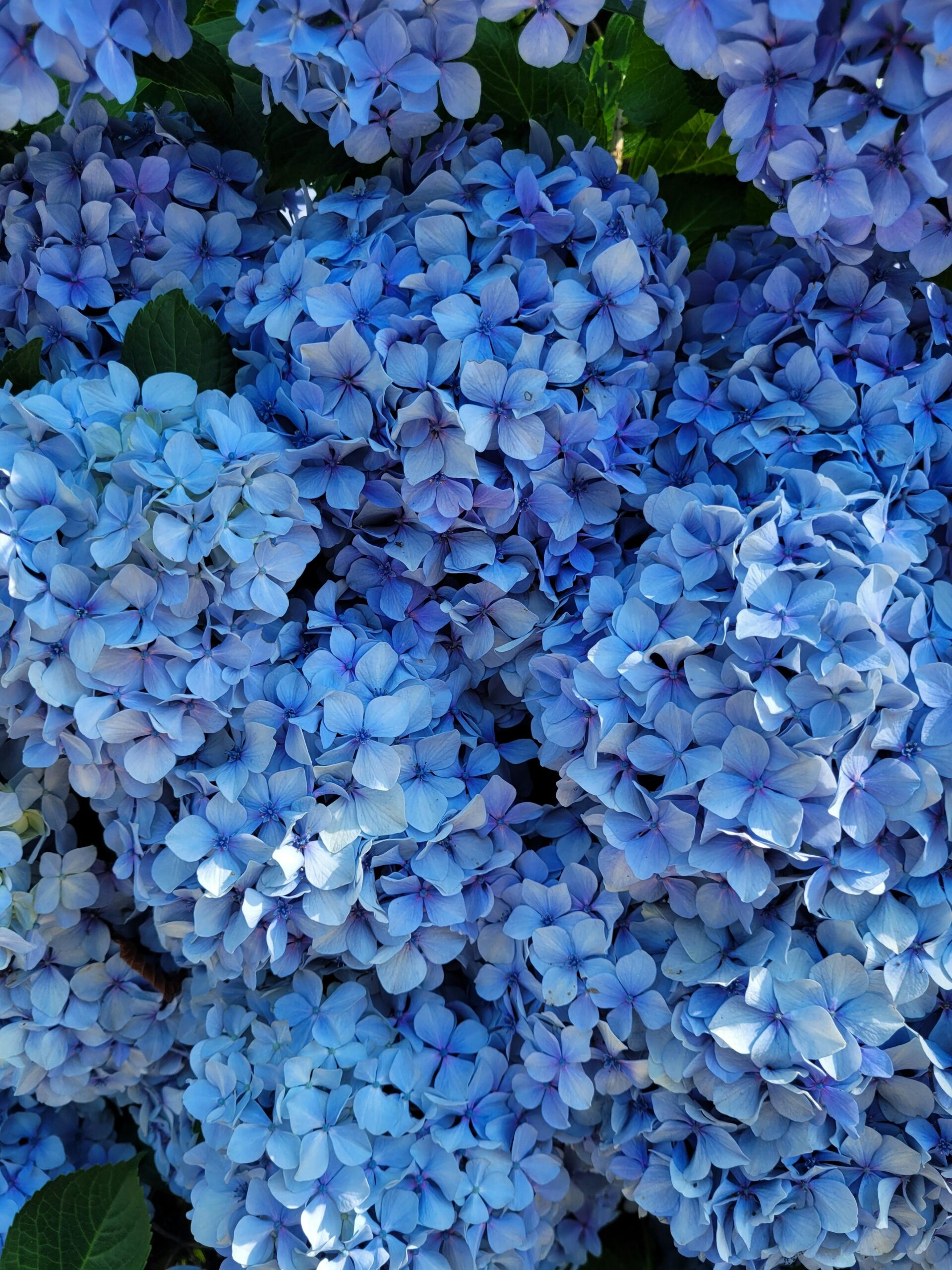 How to Deadhead Endless Summer Hydrangeas for Better Blooms - Cedar ...