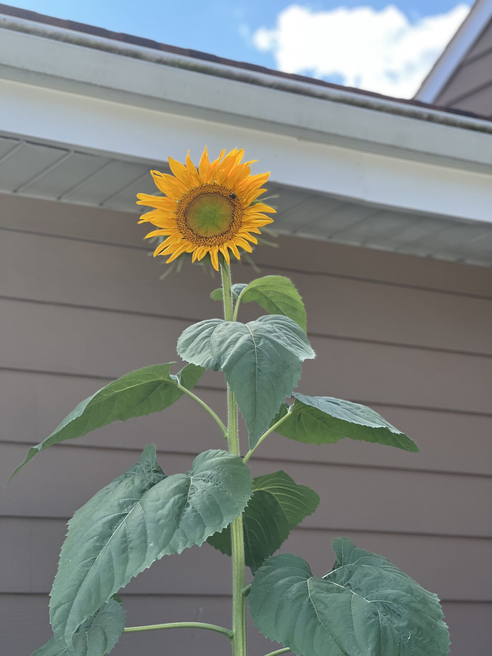 How Long Does It Take to Grow a Sunflower from Seed - Cedar Homestead