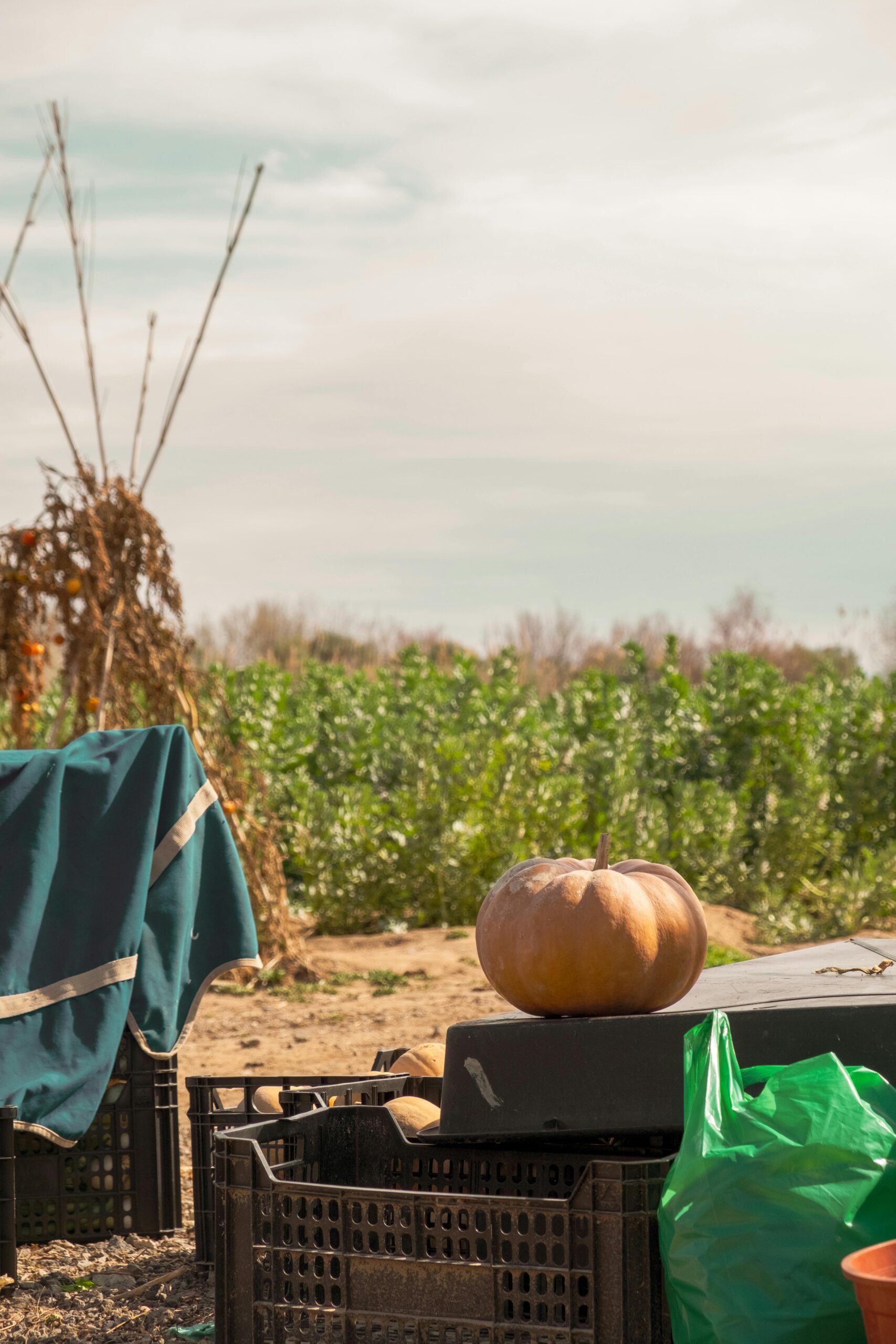From Seed to Carriage: How to Grow Cinderella Pumpkins - Cedar Homestead