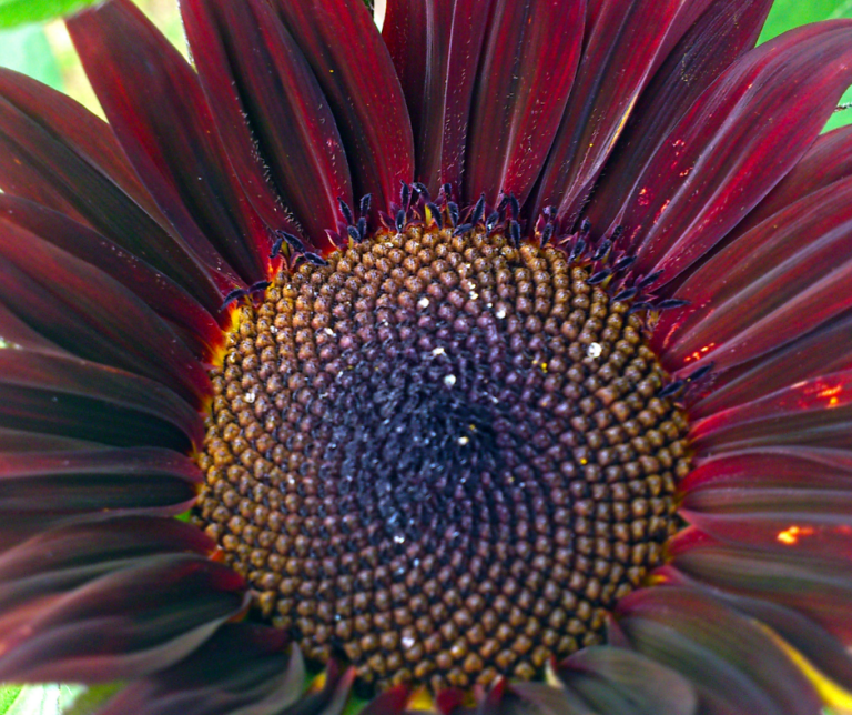 How Long Does It Take to Grow a Sunflower from Seed - Cedar Homestead