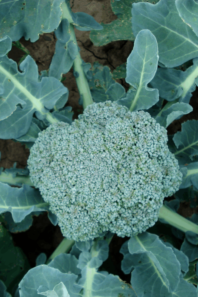 How to Grow Broccoli: Your Guide to Your Best Harvest Yet - Cedar Homestead
