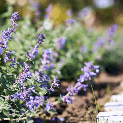 What To Plant With Roses: A Guide to Companion Planting - Cedar Homestead