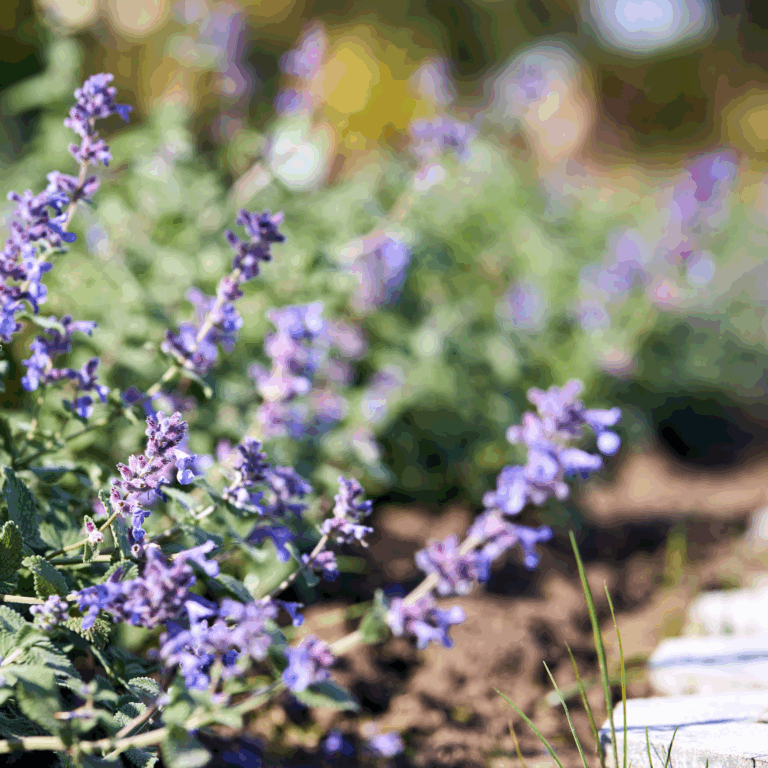 What To Plant With Roses: A Guide to Companion Planting - Cedar Homestead