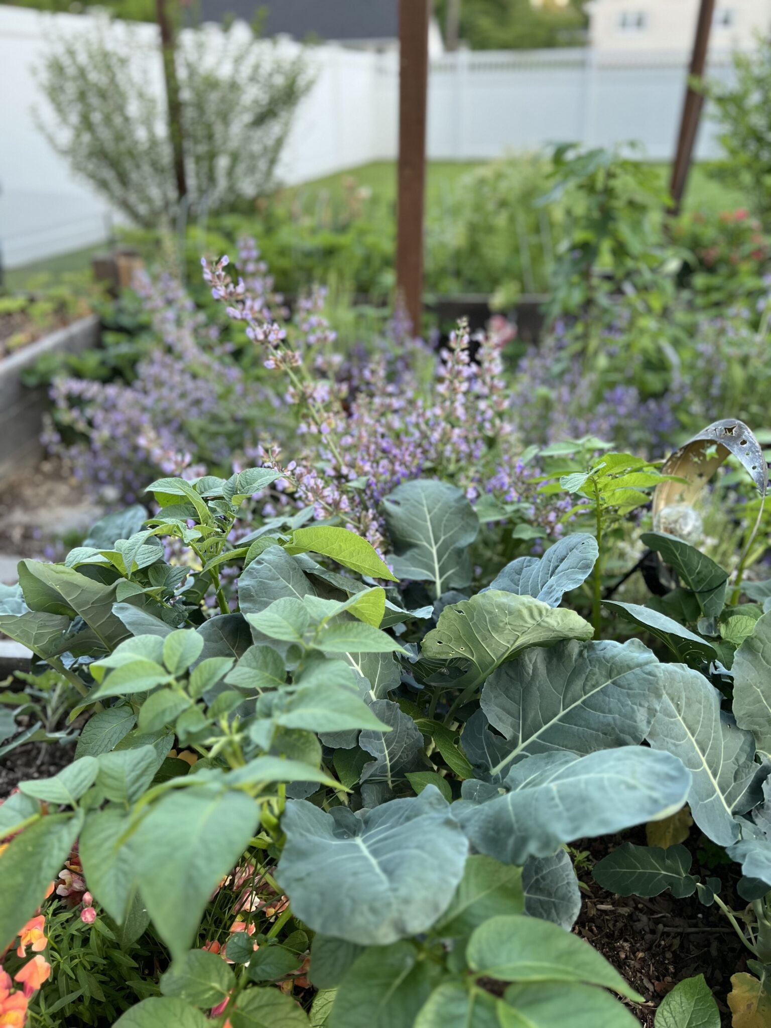 What to Plant in the Fall Garden (Zone 6 & 7) - Cedar Homestead