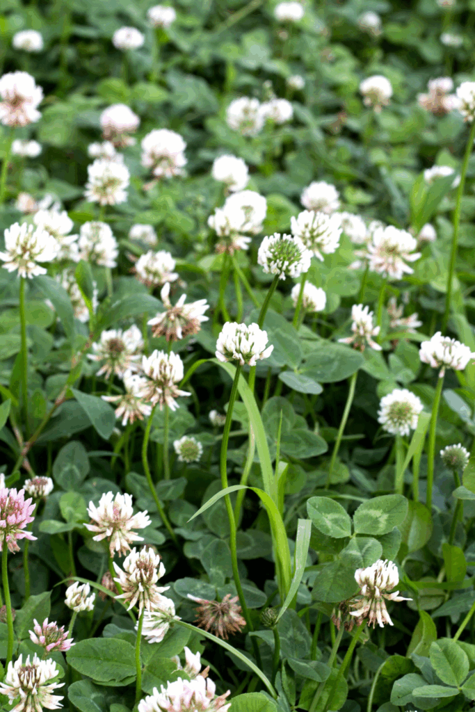 Are All Weeds Bad? Beneficial Weeds You Might Want to Keep - Cedar ...