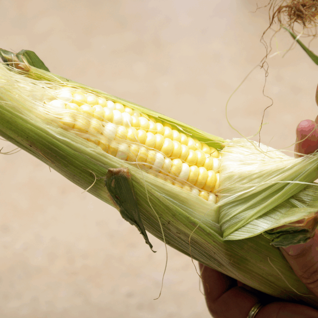 Grilled Corn on the Cob Bites (Perfect for Summer BBQs) - Cedar Homestead