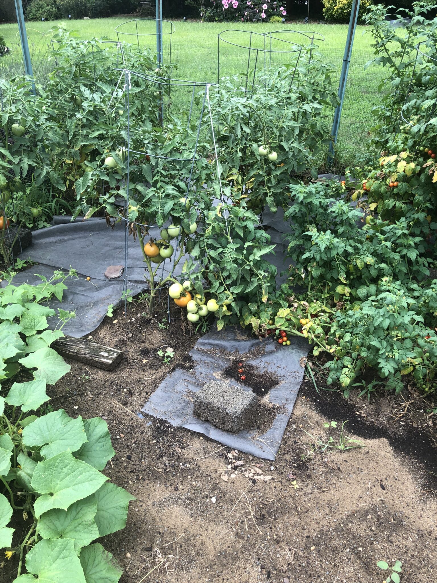 How to Turn a Small Yard Into a Mini Homestead - Cedar Homestead