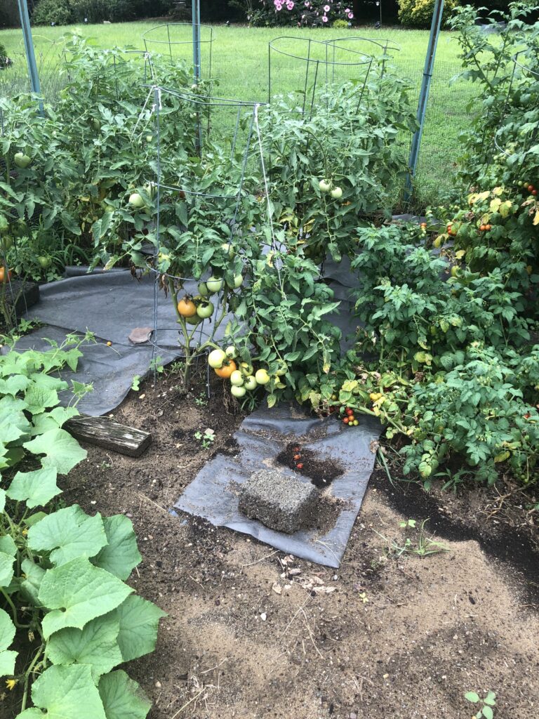 How to Turn a Small Yard Into a Mini Homestead - Cedar Homestead